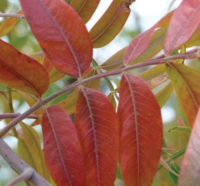 A closer look at the sumac family of native shrubs | Jim Stanley ...