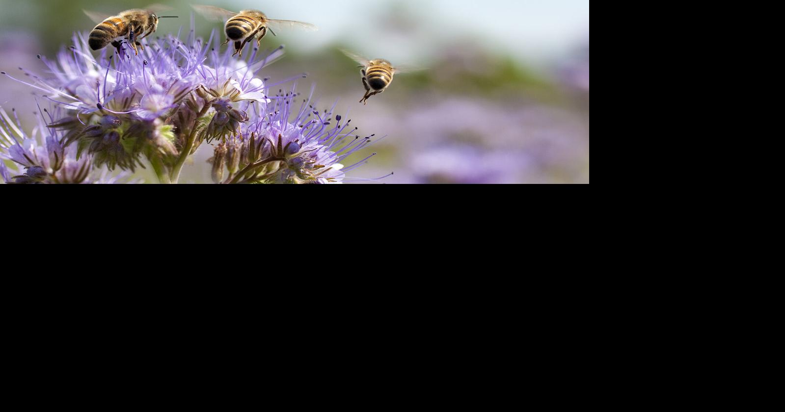 Snap, share and save pollinators: Texans urged to join in 10th annual ...