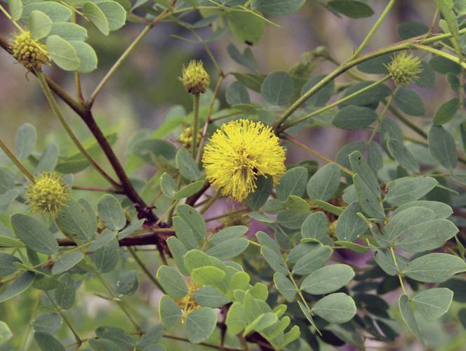A look at more native Hill Country shrubs, small trees | Columnists ...