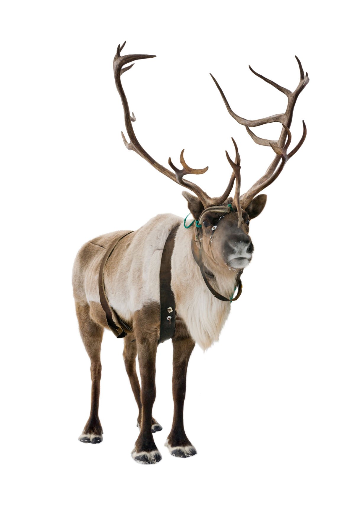 Ranching with reindeer: A Christmas story | Opinion | dailytimes.com