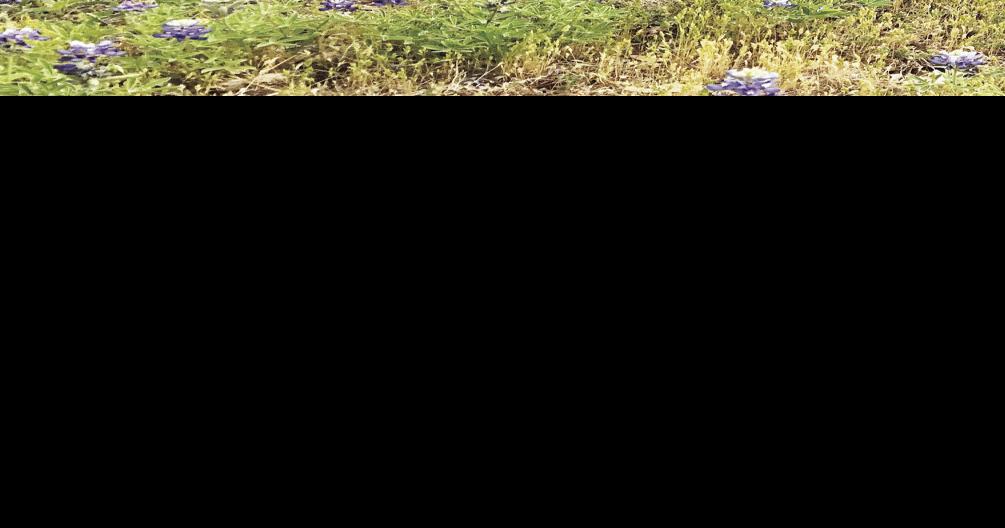 LBJ Park to host nature walk Saturday | Lifestyles | dailytimes.com