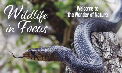 Conservation group Wildlife in Focus expands photography contest to ...