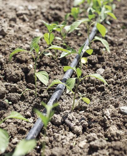 Drip irrigation: Why it is best and how to do it | Columnists ...