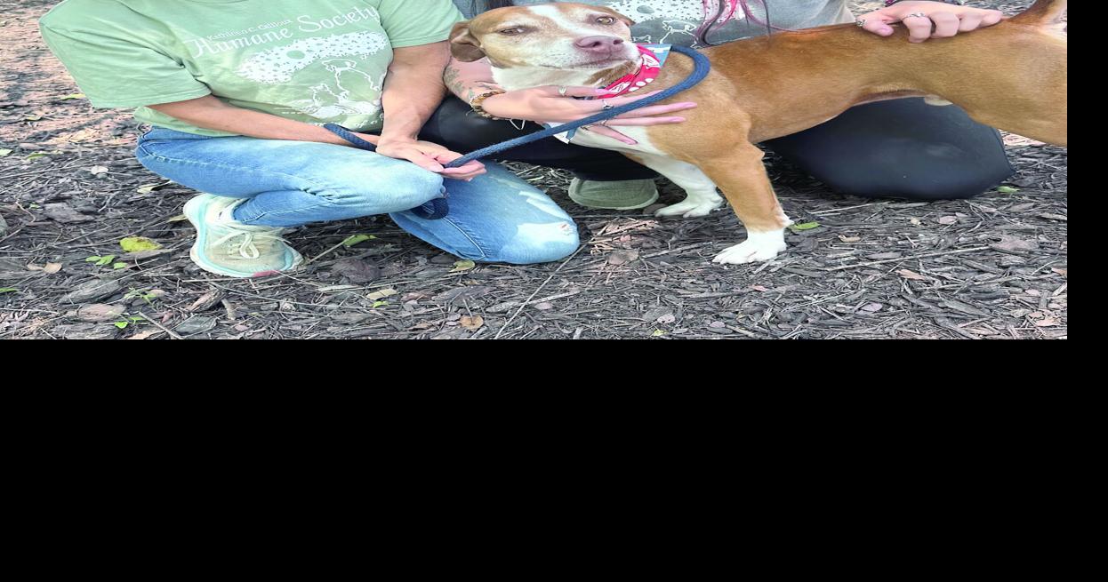 Volunteers play a key role at Humane Society | News | dailytimes.com