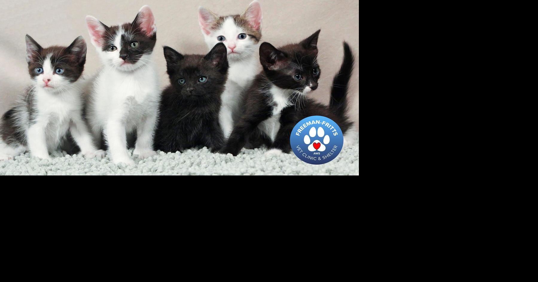 Some big news for our furry friends | Opinion | dailytimes.com