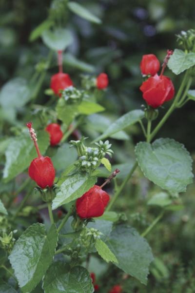 Turk’s cap is N.I.C.E. plant for summer | Columnists | dailytimes.com