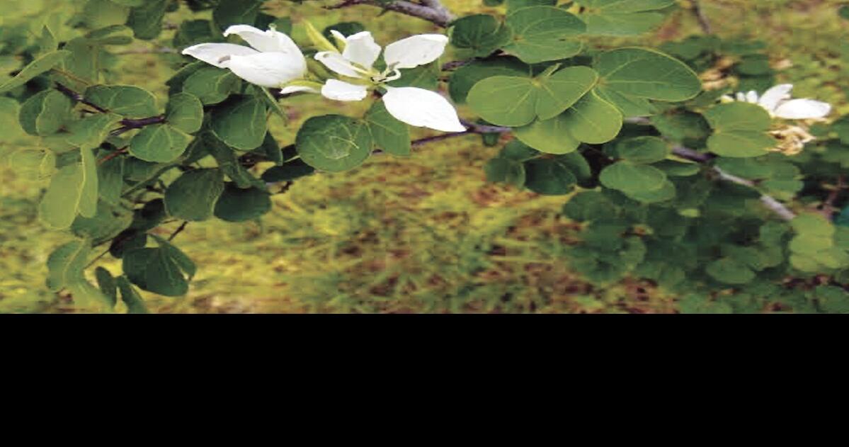 Anacacho orchid: Small native tree deserves a spot in your garden ...