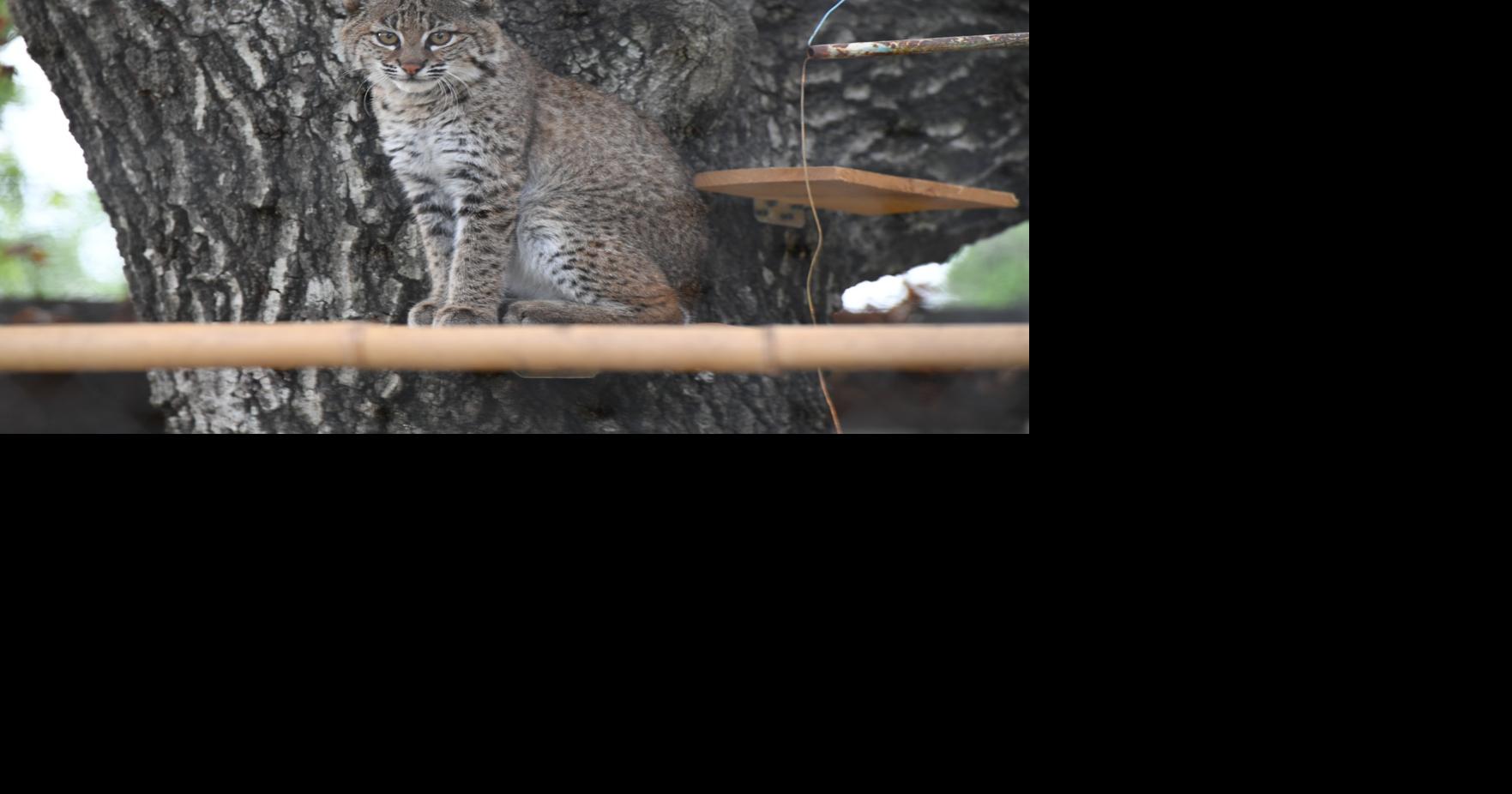 Buck Wild | Multimedia | dailytimes.com