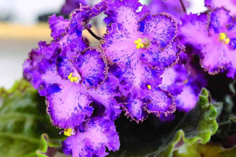 African violets take center stage at show and sale | | dailytimes.com