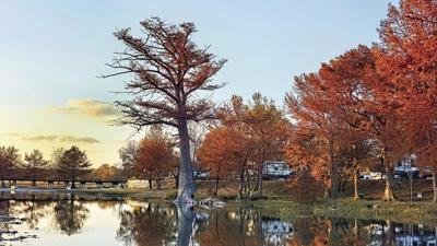 Native trees prove their resilience | Columnists | dailytimes.com