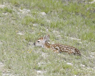 Find a fawn? Leave it alone, experts say | Promotions | dailytimes.com
