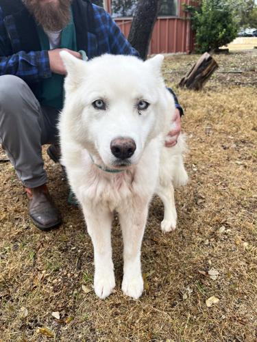 Freeman-Fritts seeing record number of senior pets entering the shelter ...