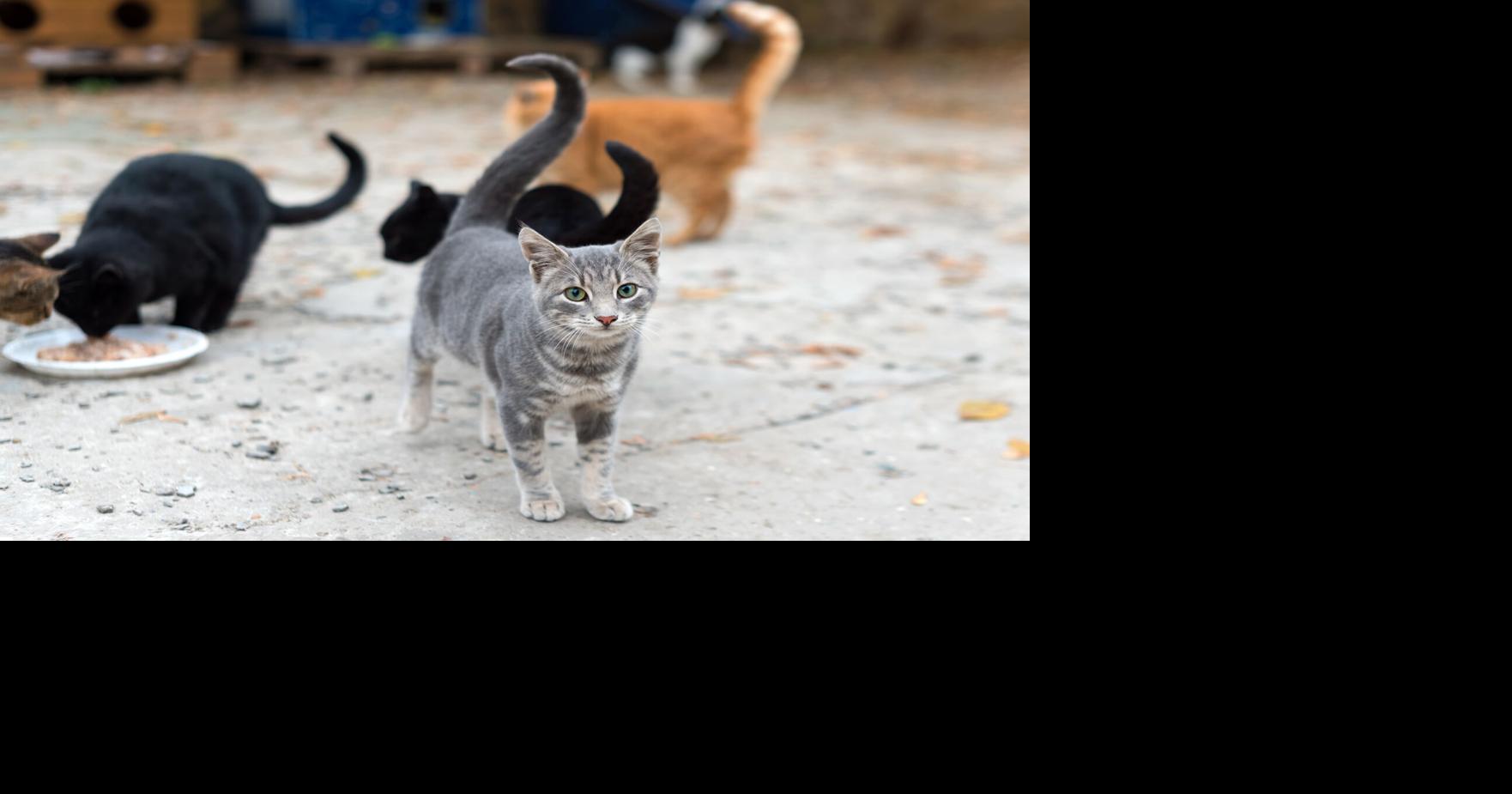 KPA! collaborates with city, The Big Fix to manage feral cat colonies ...