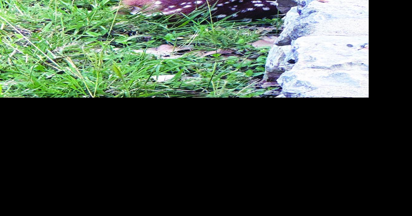Look, but don’t touch! Handling fawns can do more harm than good | News ...