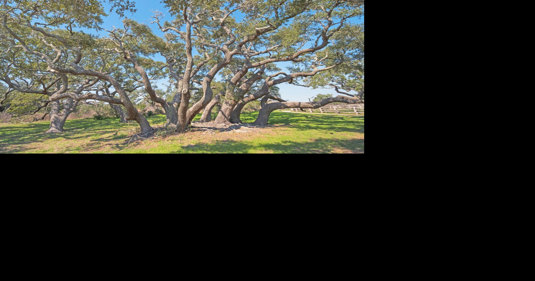 The ubiquitous live oak: Symbol of the Hill Country | Columnists ...