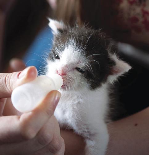 KPA! hosts Bottle Baby 101 training session Sunday | Lifestyles ...