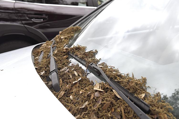 Oak season delivers allergy symptoms, leafy mess | Local News ...