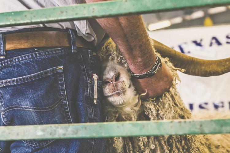 Angora goat show announces winners | Promotions | dailytimes.com