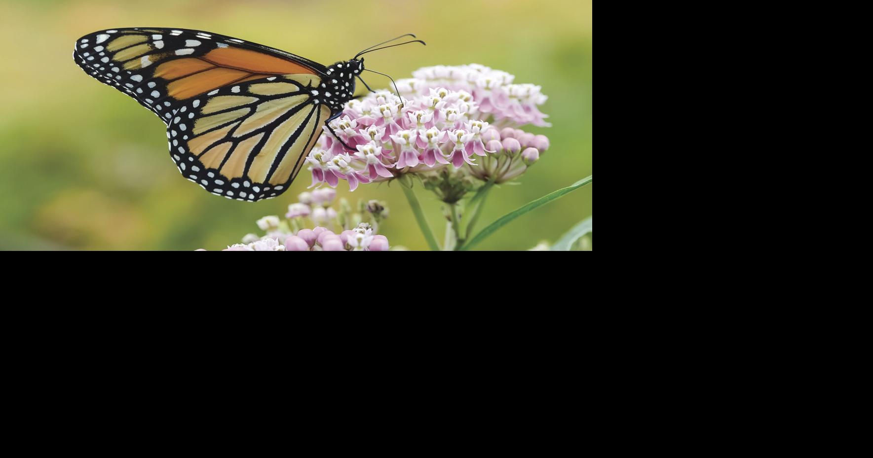 ‘Monarchs and Milkweed’ workshop on tap | Home And Garden | dailytimes.com