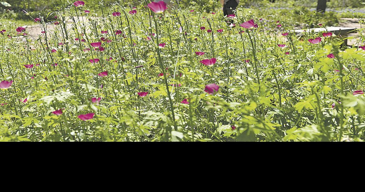 Spring has sprung ... and, with it, allergies: They don't have to rule ...