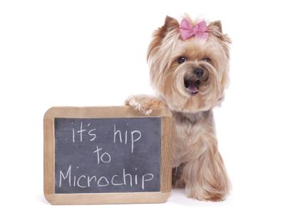 KPA! plans pet adoption, chip check on Saturday | Local News ...