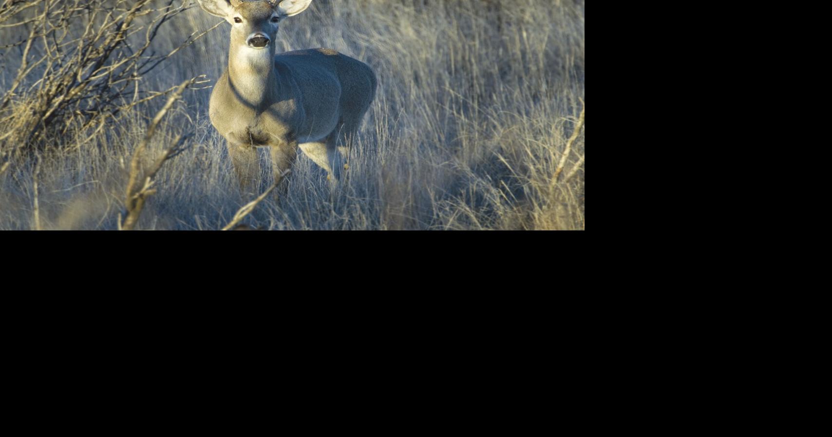 Texas hunting and fishing licenses are now on sale through TPWD | Home ...