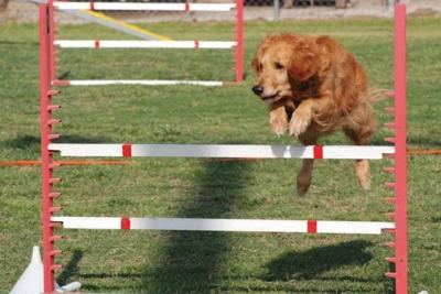 Dogs bring their best to weekend agility show | Living | dailytimes.com