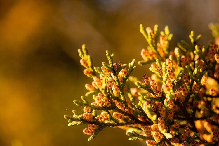 Cedar fever warnings were not taken seriously | Opinion | dailytimes.com