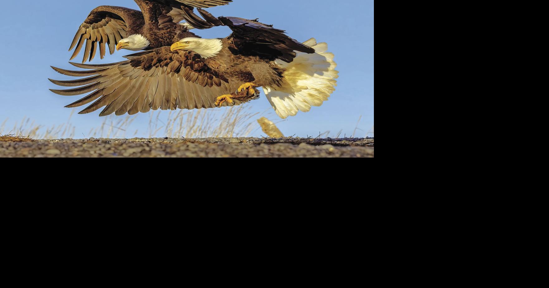 Our bird is now official: Biden signs a bill officially making bald ...