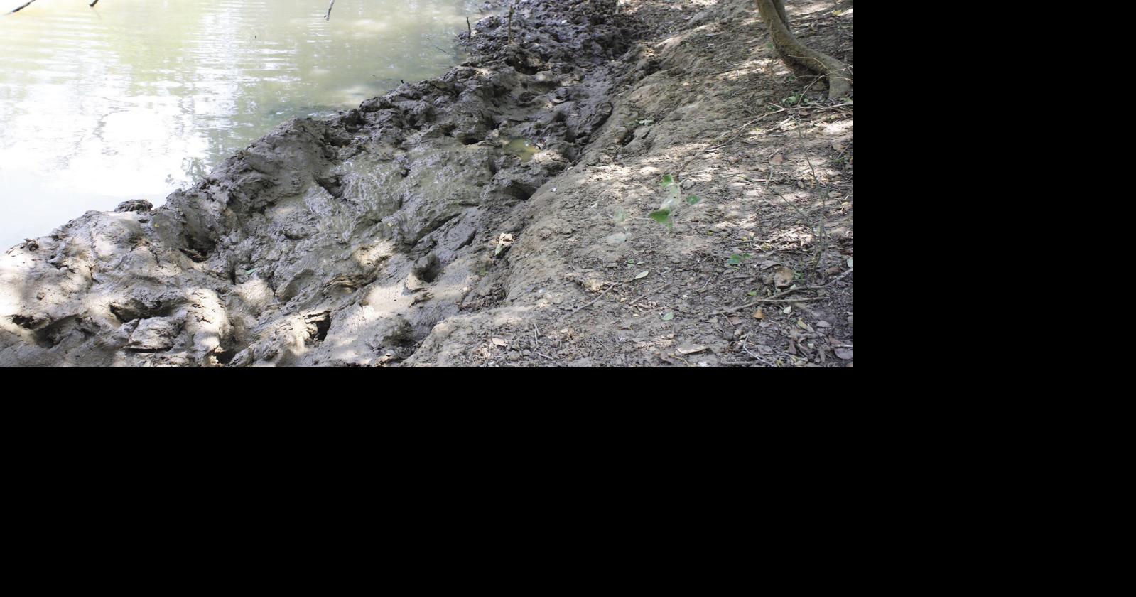 Feral hogs threaten water quality | Columnists | dailytimes.com