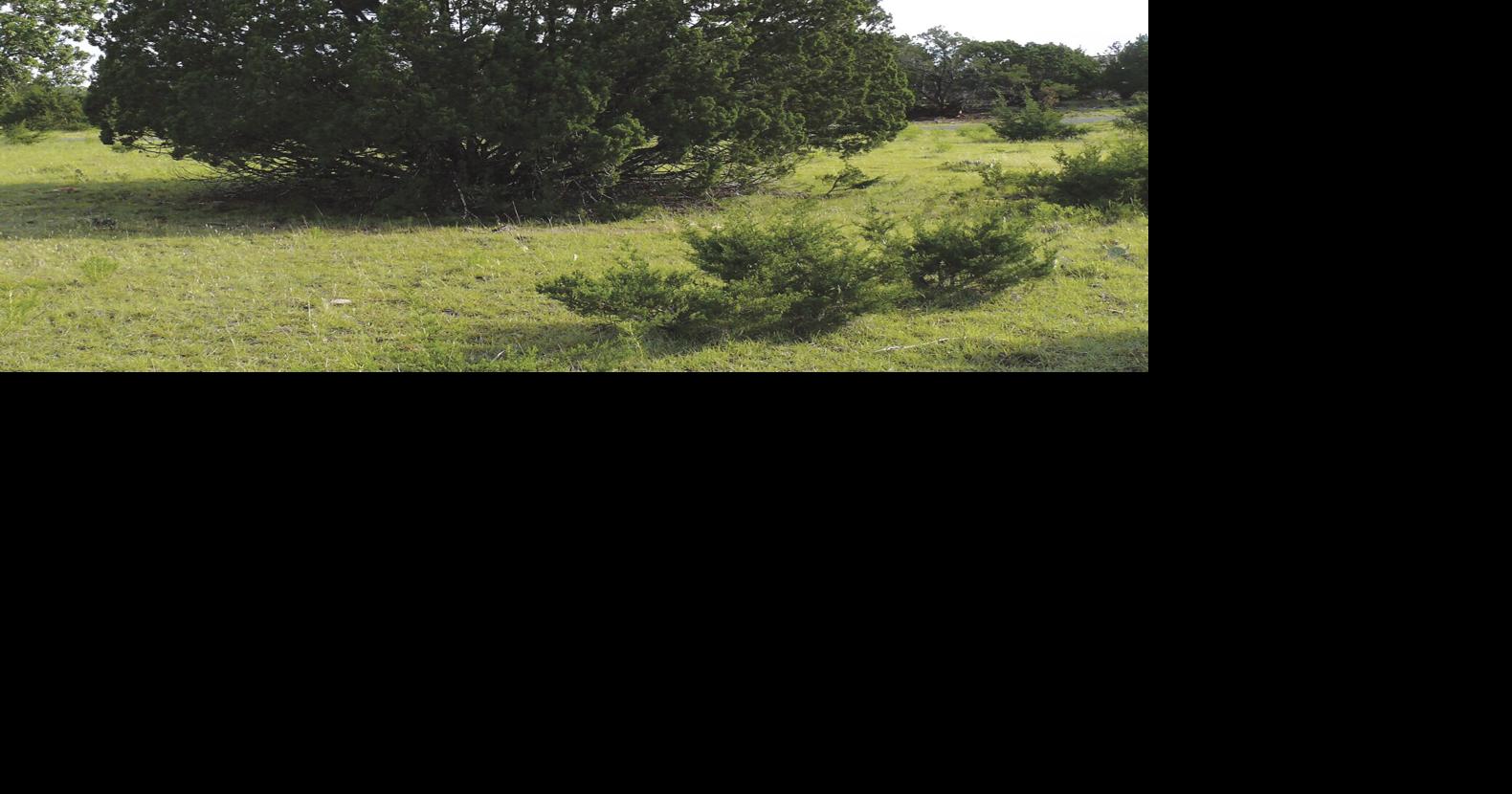 The myths and reality of Hill Country cedar | Columnists | dailytimes.com