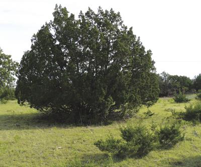 The myths and reality of Hill Country cedar | Columnists | dailytimes.com