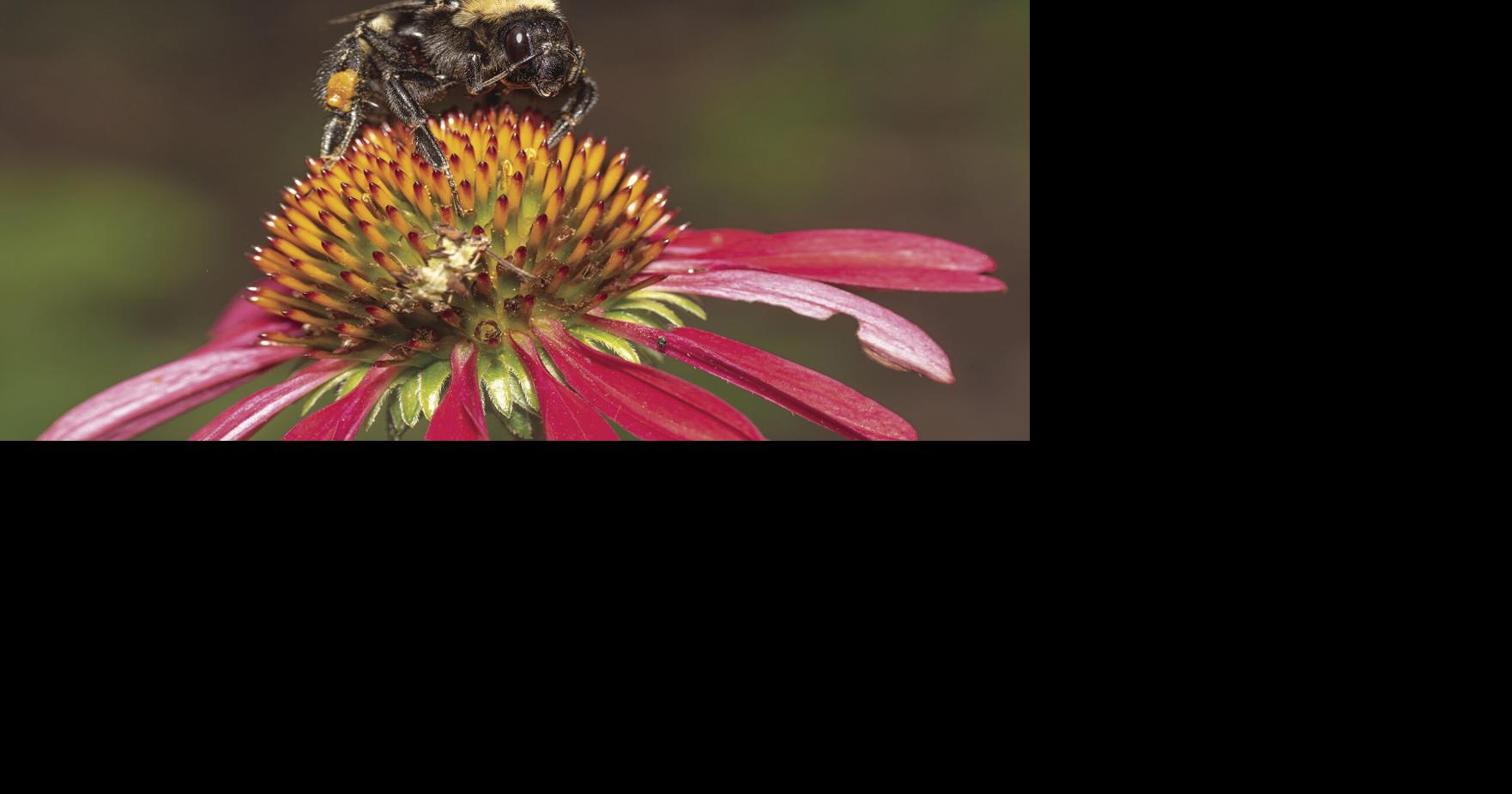 Buzz into action: Texas Pollinator BioBlitz starts Oct. 11 | Home And ...