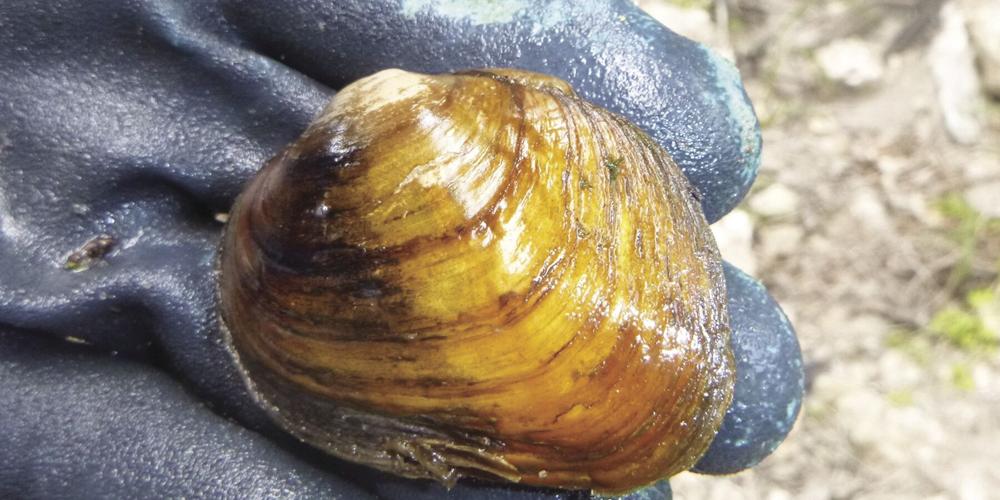 Guadalupe River mussels make Endangered Species List | Home And Garden ...