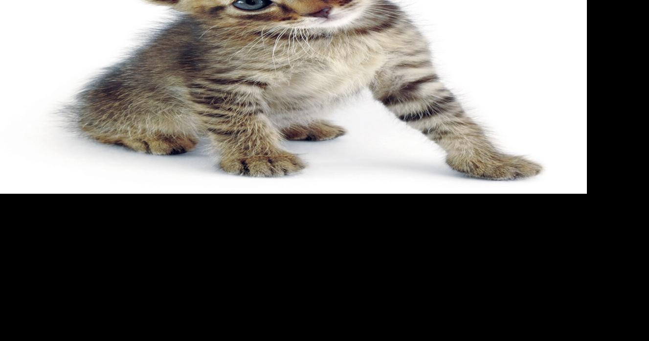 ‘Silver Paws’ special part of Saturday cat adoption event | Local News ...