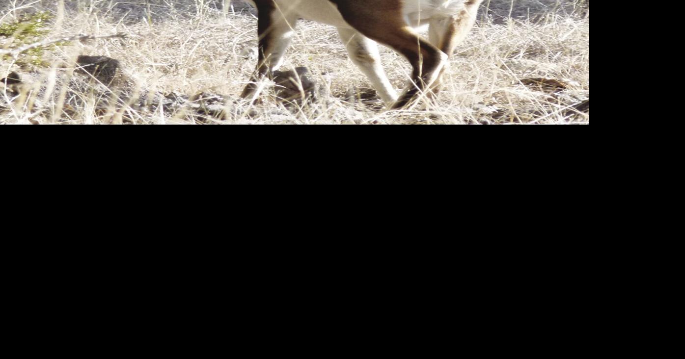 A look at exotic ungulates in the Hill Country | Columnists ...
