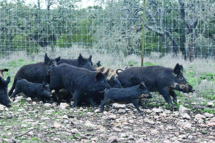 Researchers take part in international effort to reduce feral hogs ...