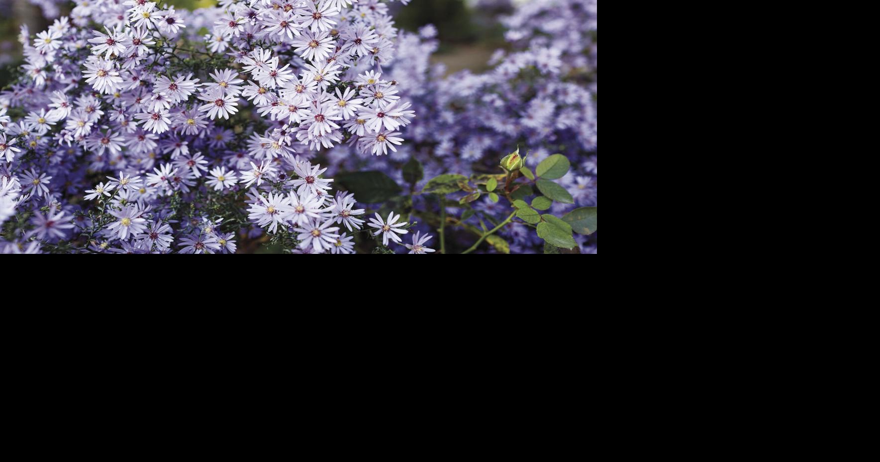 Fall aster: A well-behaved pleasure for Hill Country flower gardens ...