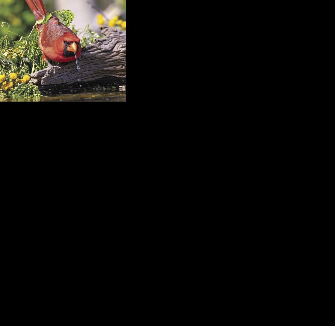 New bird blind to open Monday with hike to follow | News | dailytimes.com