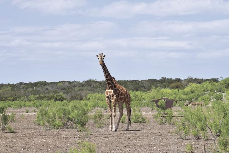 YO Ranch celebrates new ownership with auction and concert | News ...