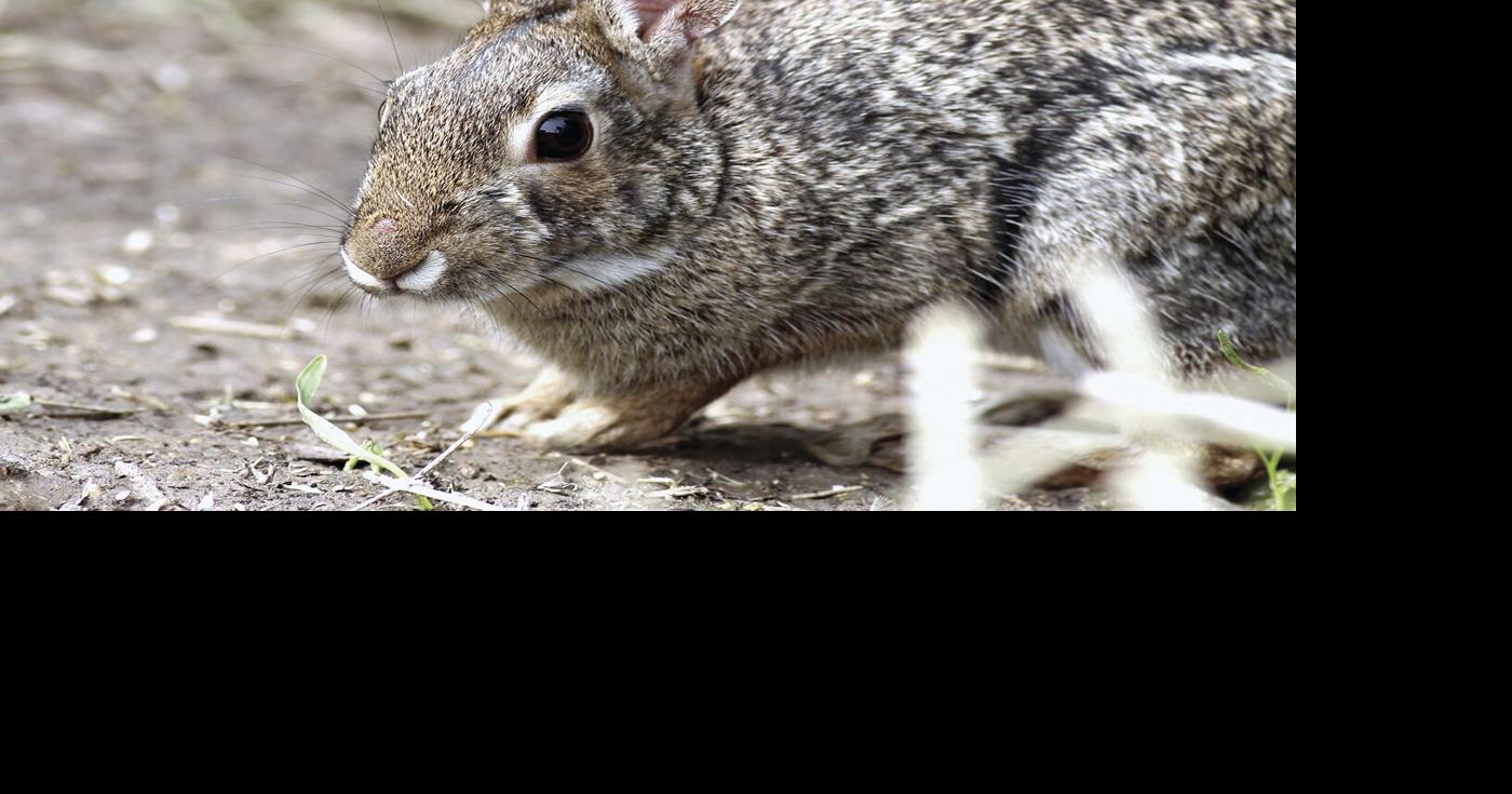 Deadly Rabbit Hemorrhagic Disease found in Gillespie County | Home And ...