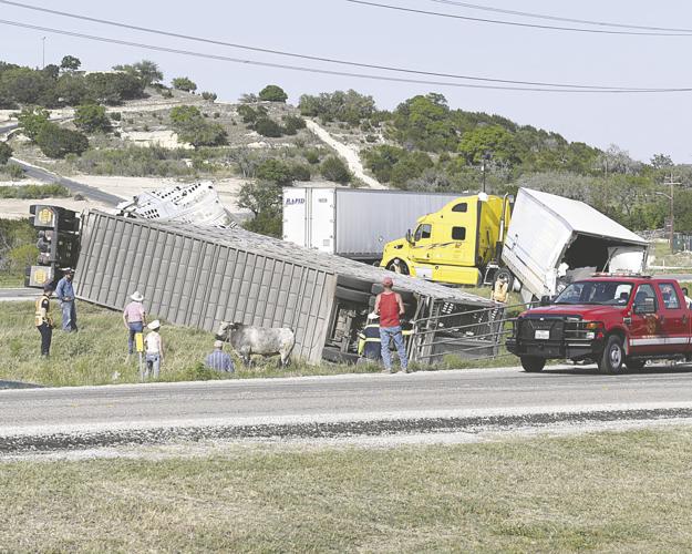 Cattle truck overturns: Livestock injured, killed in tractor-trailer ...