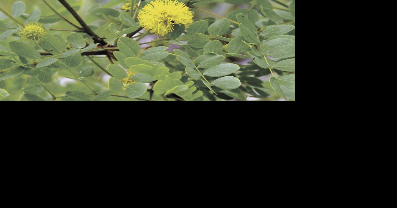 A decorative, fast-growing small tree to plant this winter | Home And ...