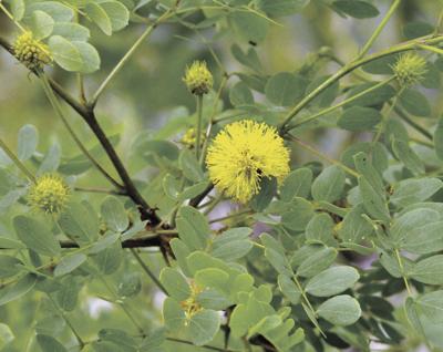 A decorative, fast-growing small tree to plant this winter | Home And ...