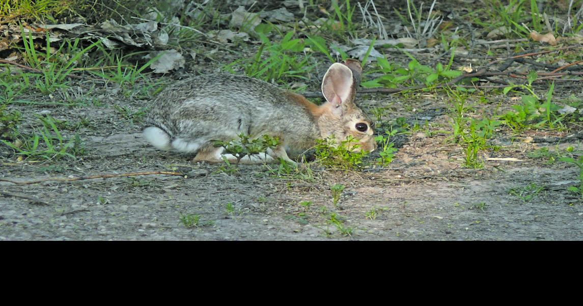 Cottontails, jackrabbits: It wouldn’t be Texas without ‘em | Jim ...