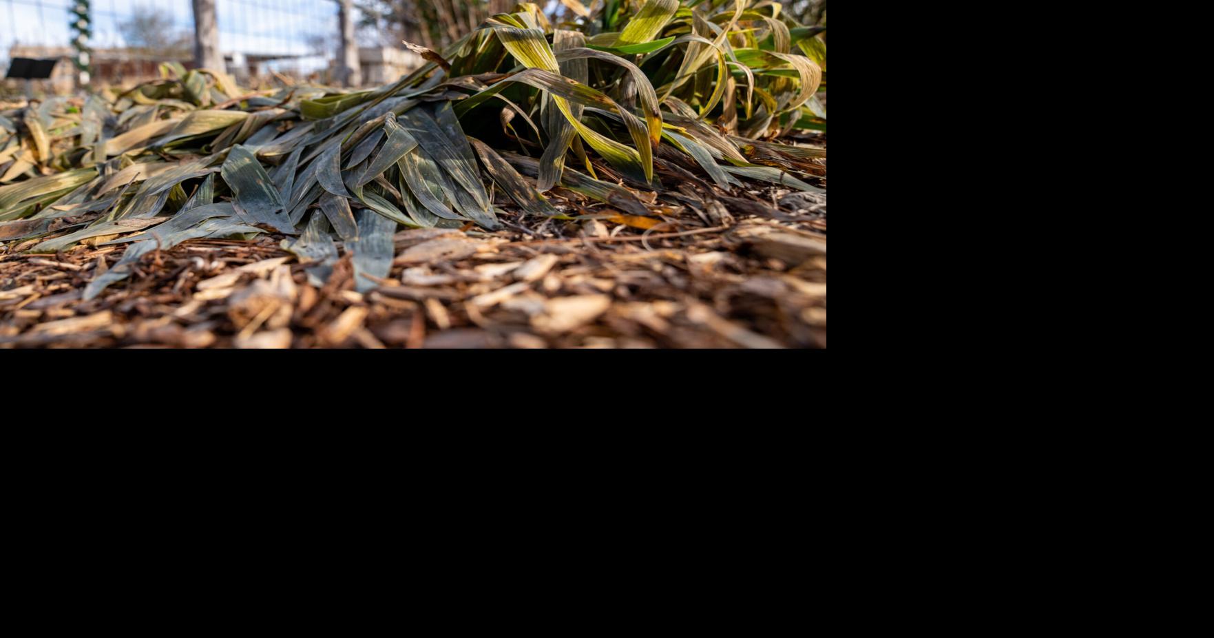 Learn to ‘live with ugly’ after freeze damage: Pruning dead plant ...