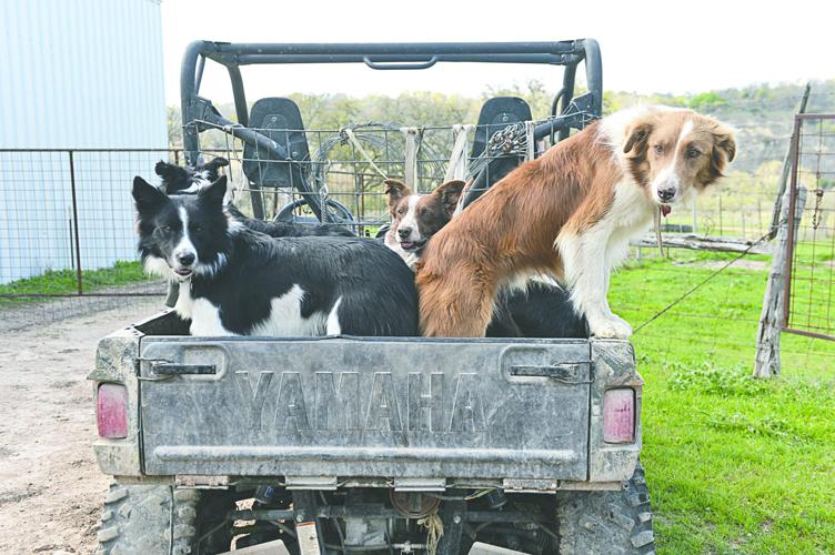 Ranching family continues to set example of good land stewardship ...