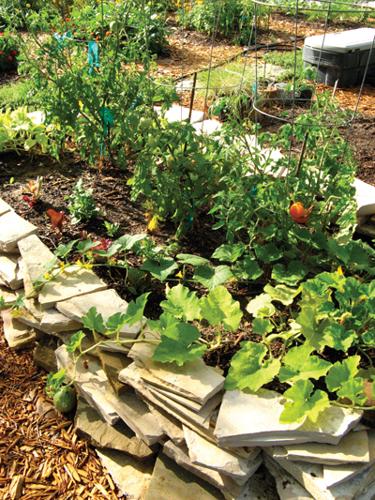 Plant a lasagna bed in the garden | Home And Garden | dailytimes.com