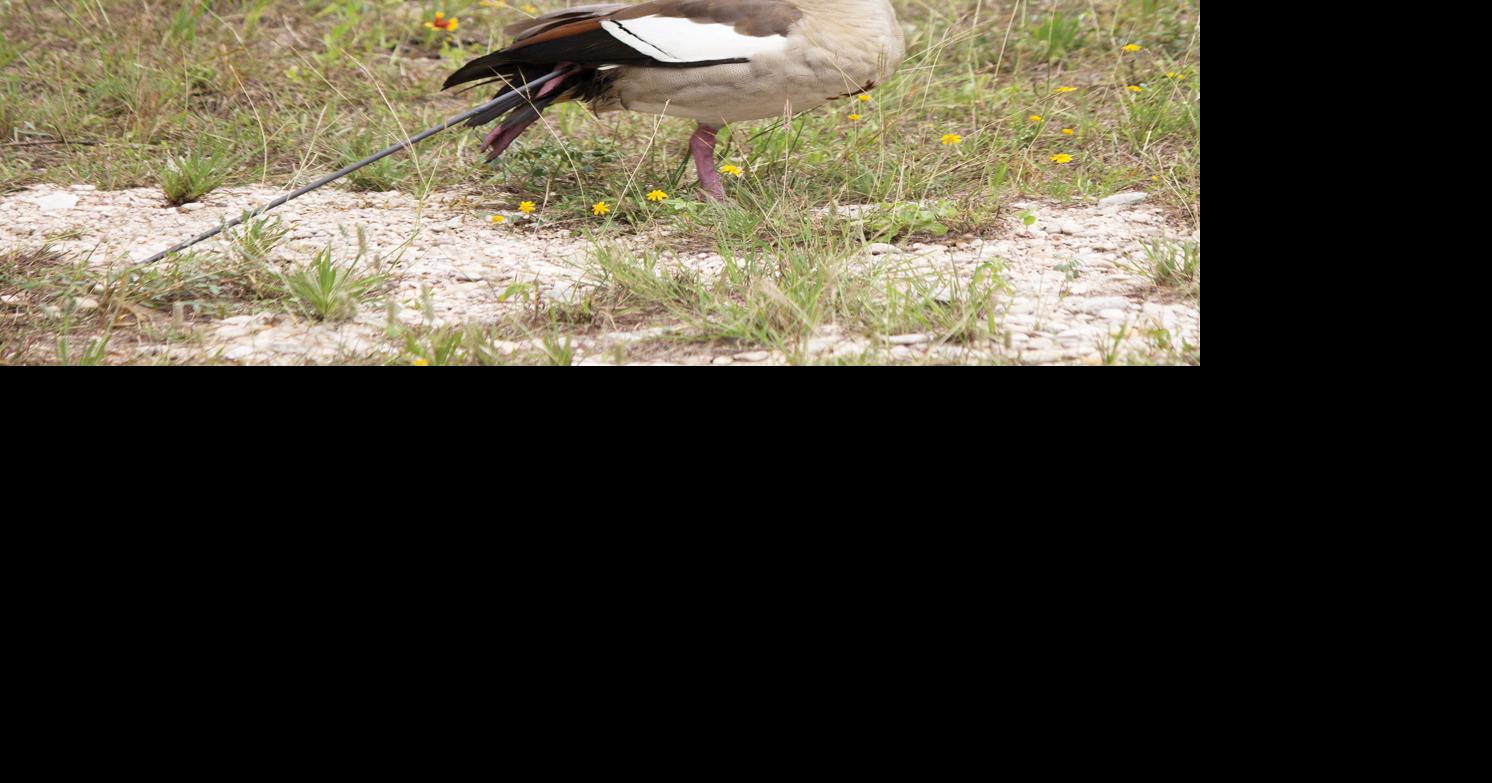 Nature lovers crying foul over goose injured by arrow | News ...