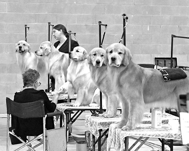 Day 3 at event center in Kerrville features golden retrievers ...